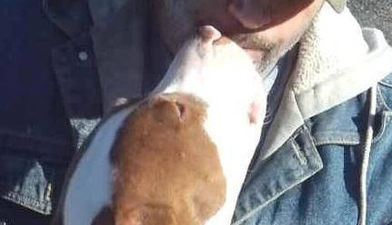 Breaking Through the Prejudice to Save Pit Bulls - The Dodo