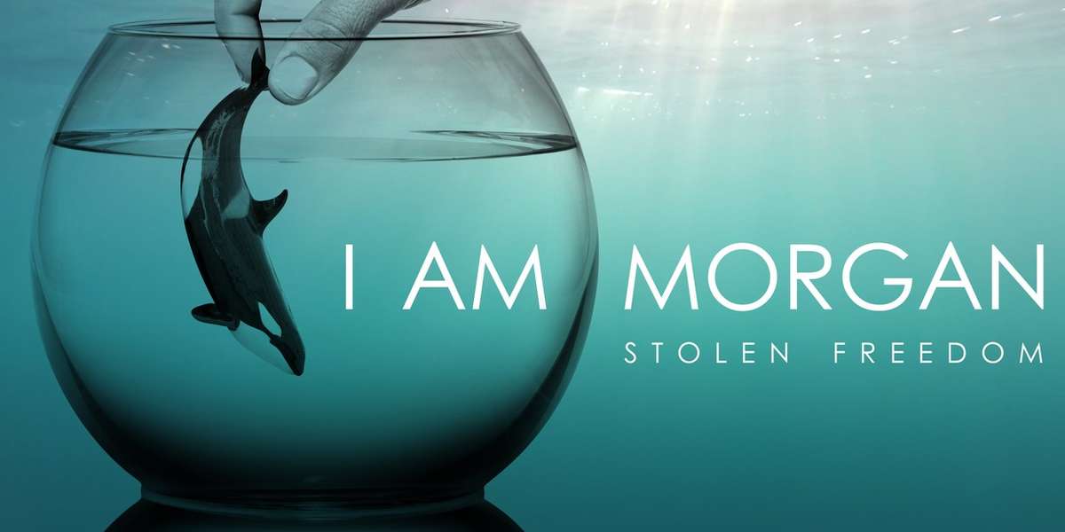 I am Morgan - A Film About An Orca's Stolen Freedom - The Dodo