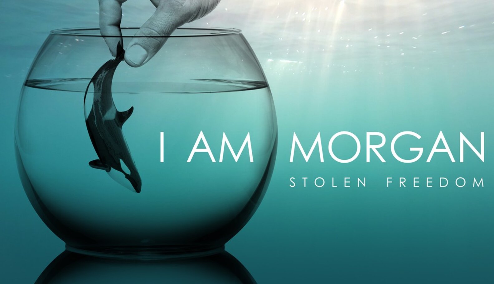 I am Morgan - A Film About An Orca's Stolen Freedom - The Dodo