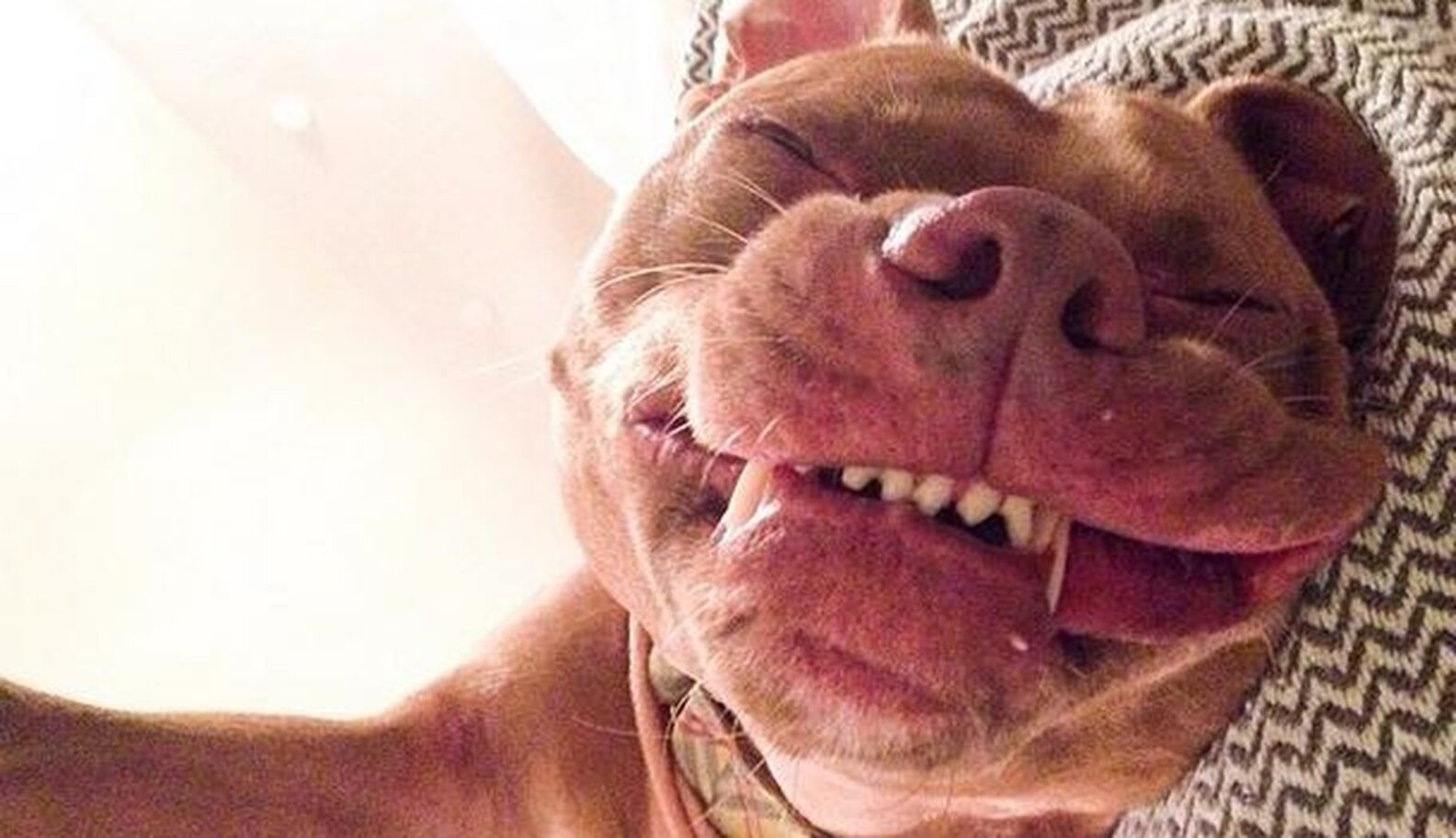 Rescue Pit Bull Has A Beautifully Goofy Face For Every Occasion - The Dodo