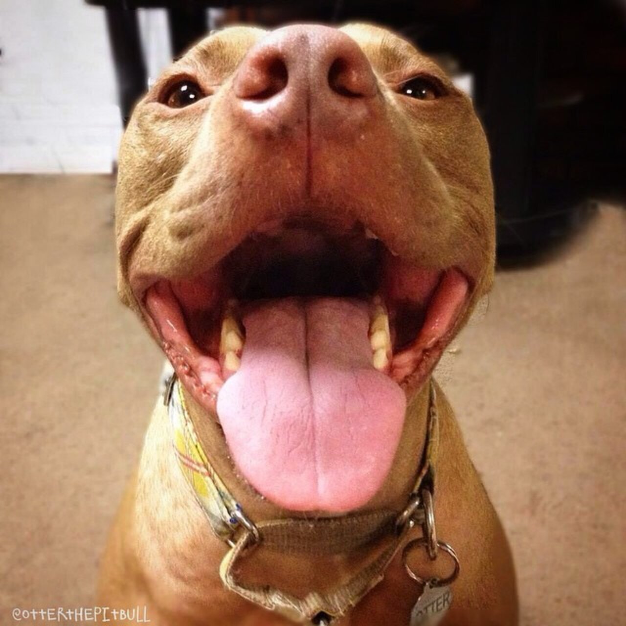 Rescue Pit Bull Has A Beautifully Goofy Face For Every Occasion - The Dodo