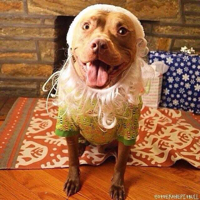 Rescue Pit Bull Has A Beautifully Goofy Face For Every Occasion - The Dodo