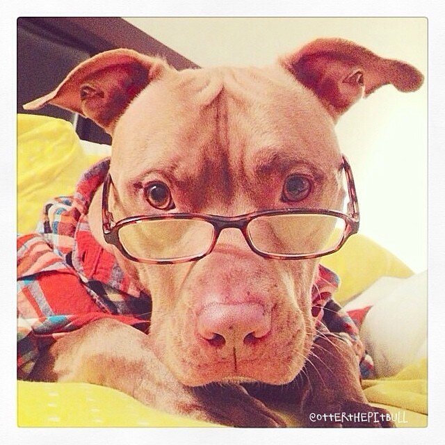 Rescue Pit Bull Has A Beautifully Goofy Face For Every Occasion - The Dodo