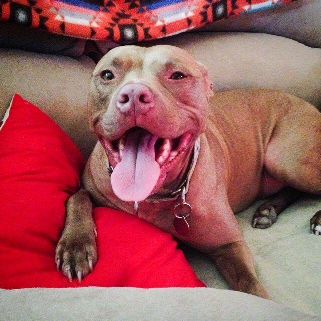 Rescue Pit Bull Has A Beautifully Goofy Face For Every Occasion - The Dodo