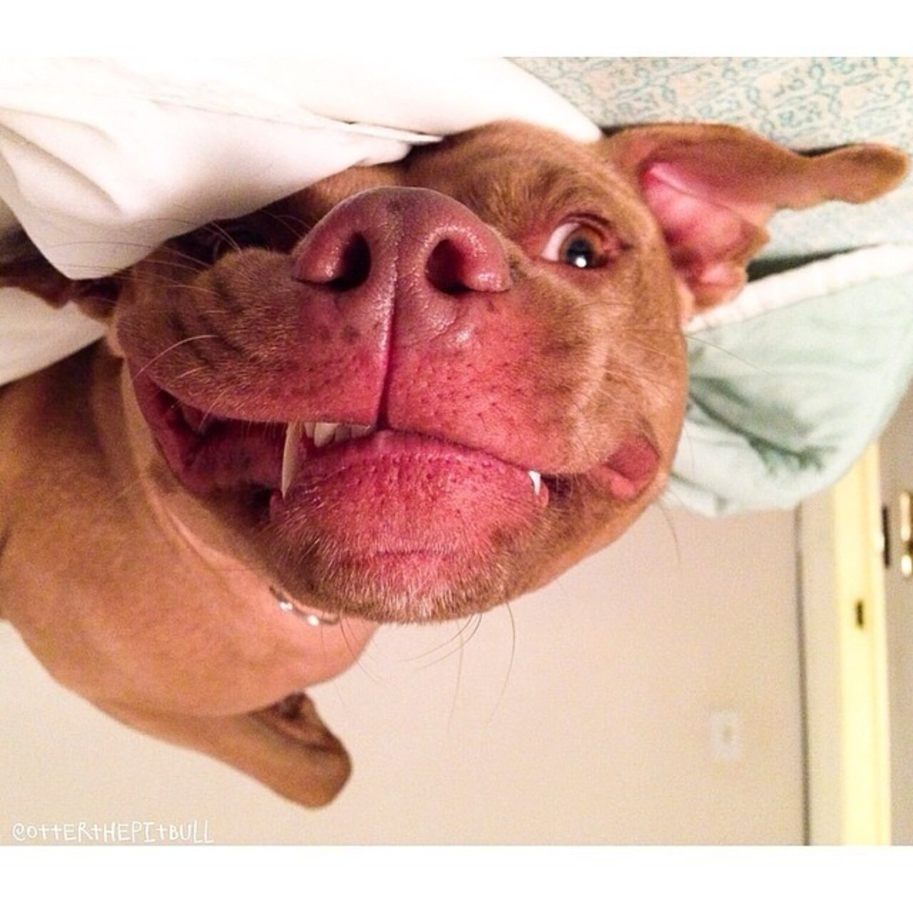 Rescue Pit Bull Has A Beautifully Goofy Face For Every Occasion - The Dodo