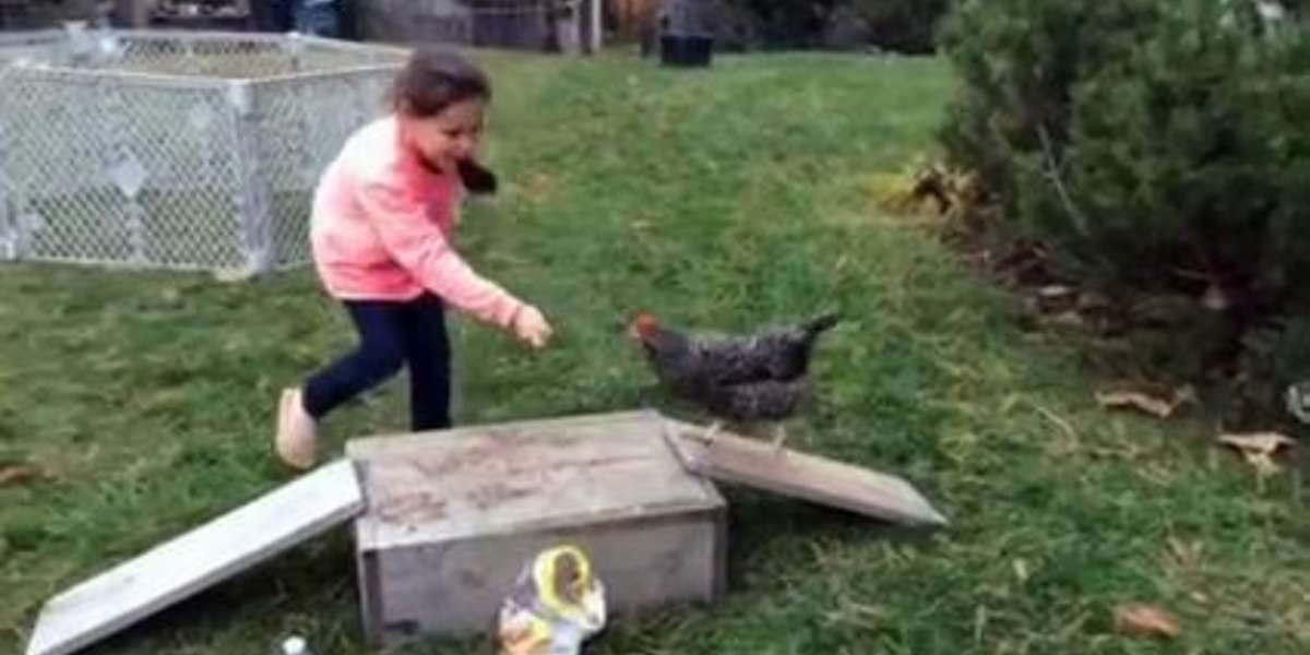 Little Girl's Chicken CRUSHES Obstacle Course - The Dodo