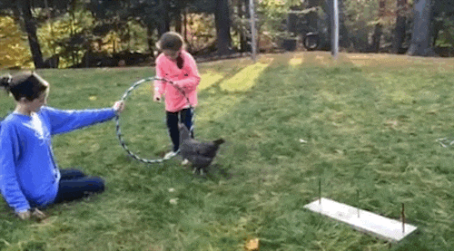 Little Girl's Chicken CRUSHES Obstacle Course - The Dodo