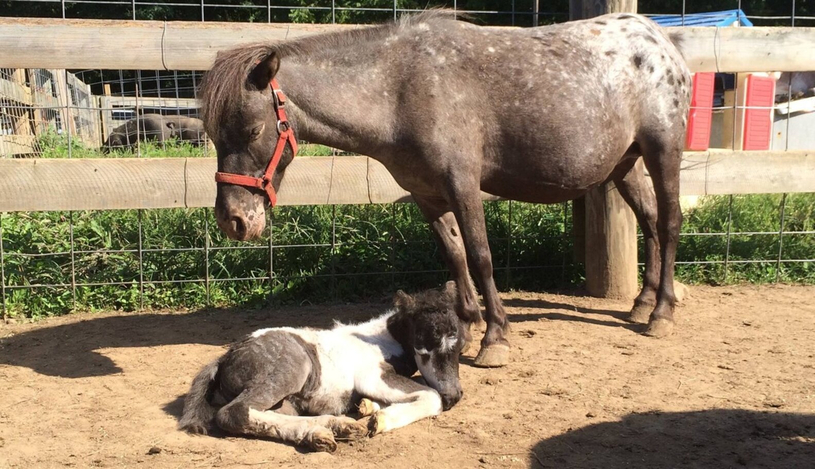 Mini Horse Was Saved From Slaughter At The Last Moment. Then A Tiny ...