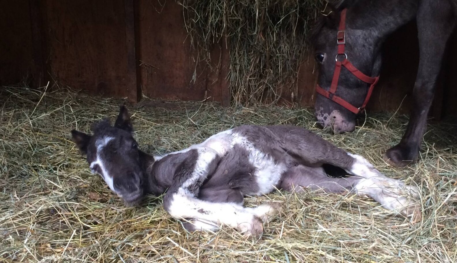 Mini Horse Was Saved From Slaughter At The Last Moment. Then A Tiny ...