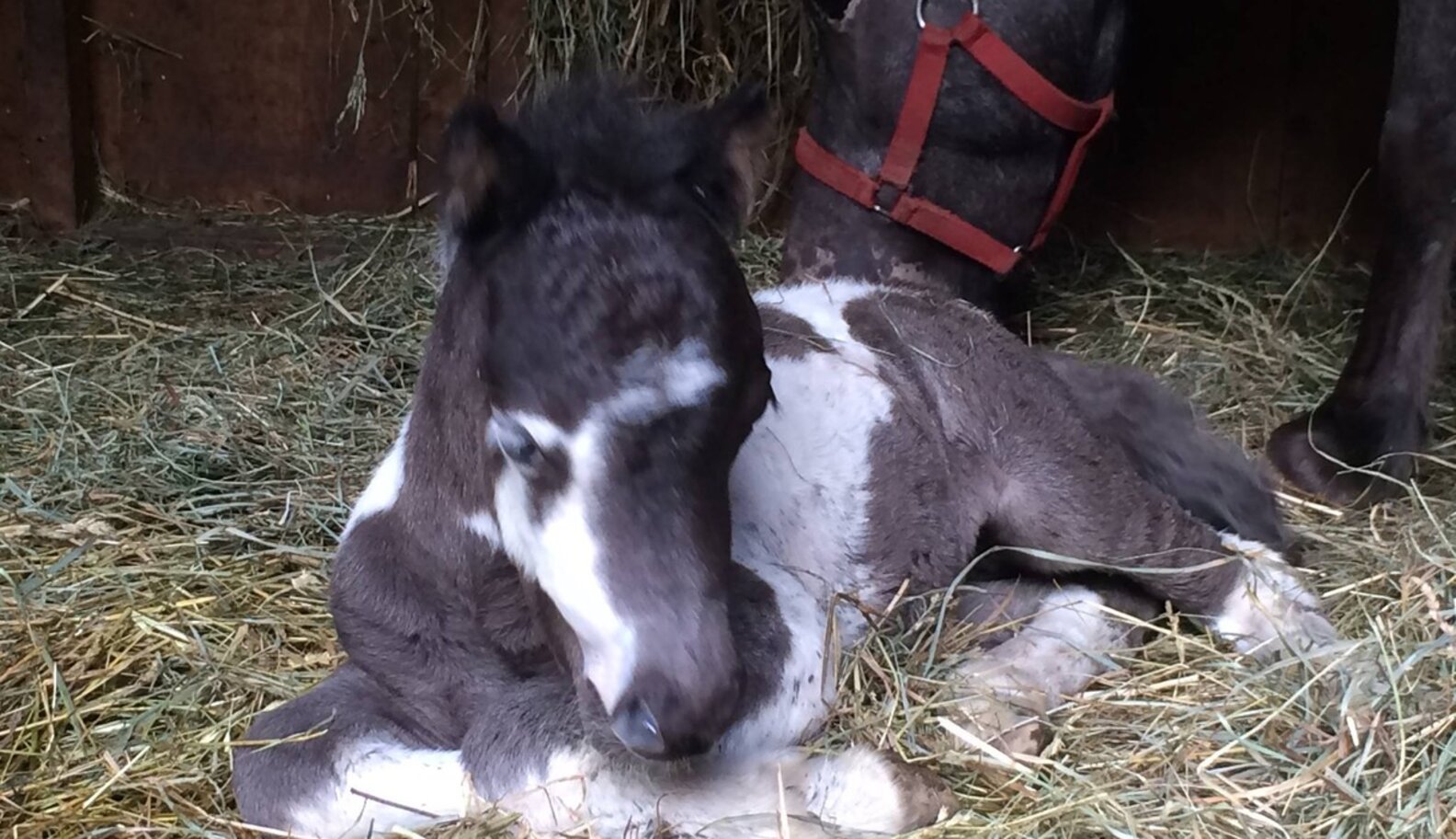 Mini Horse Was Saved From Slaughter At The Last Moment. Then A Tiny ...