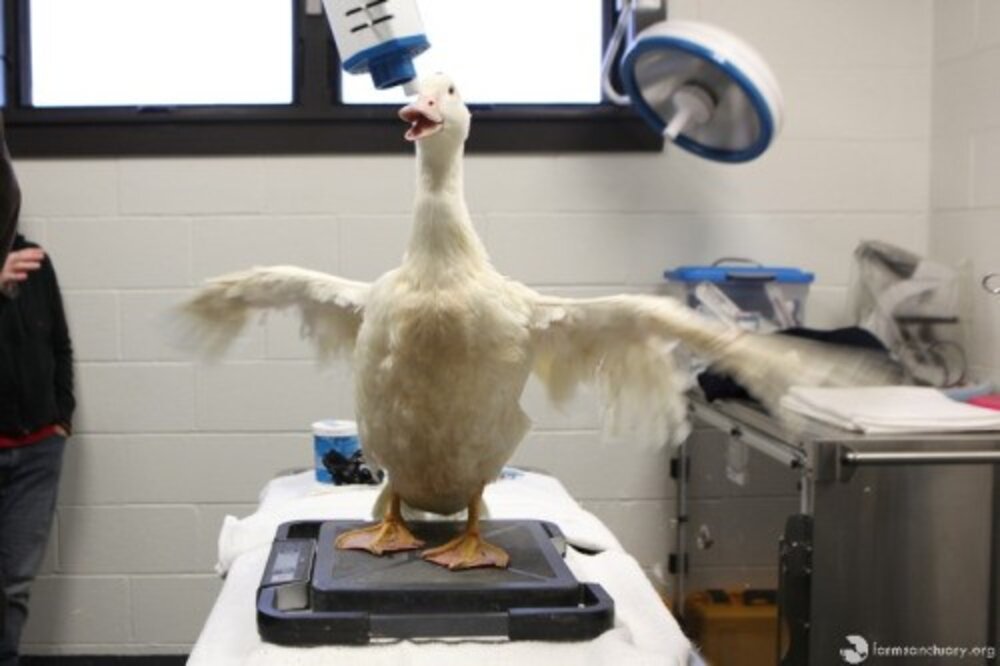 This Is The Moment He Realizes He’s Free - The Dodo