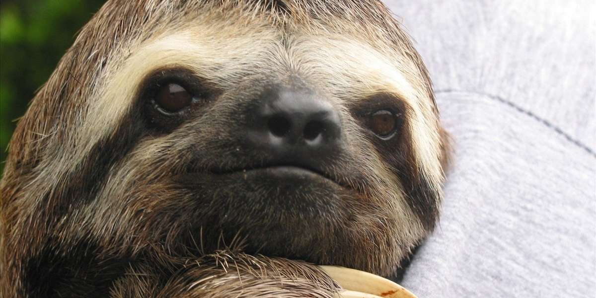 Adventurous Sloth Hitches 350 Mile Ride On Back Of Truck - The Dodo