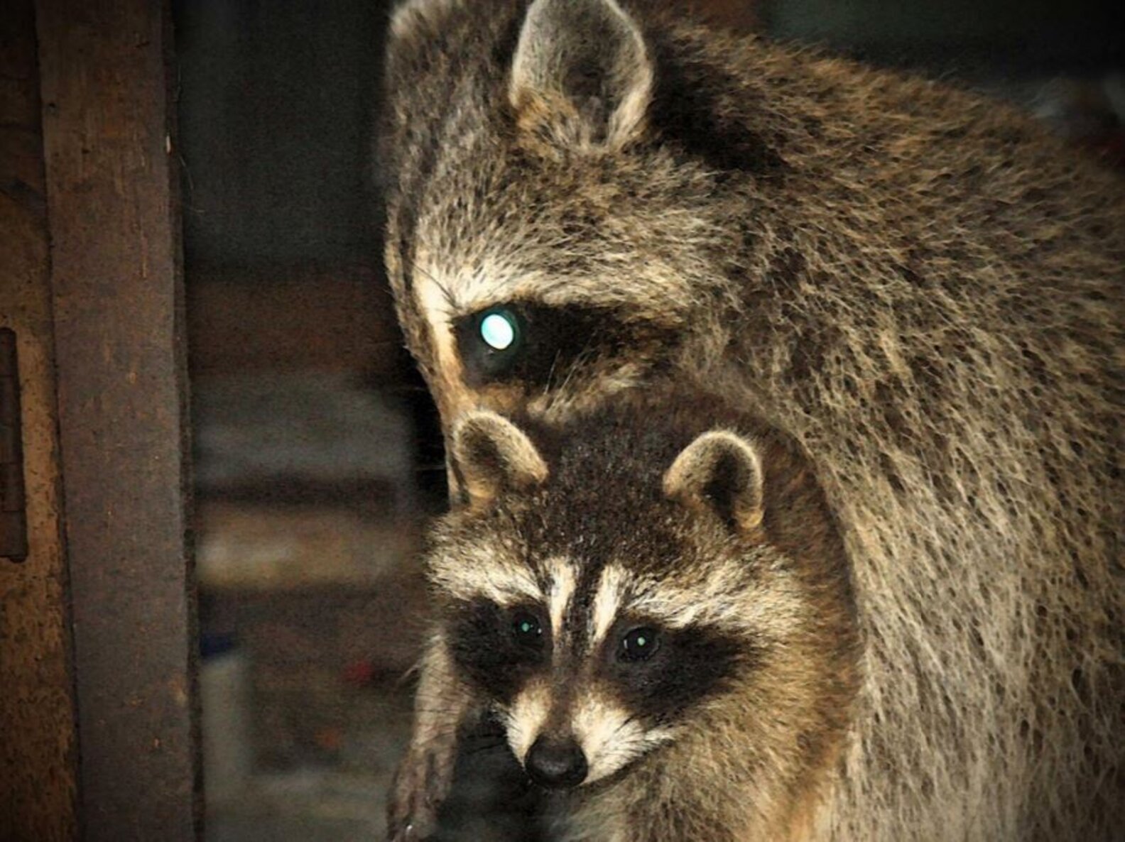 Blind Raccoon Who Lost Her Own Babies Became Everyone Else's Mother ...