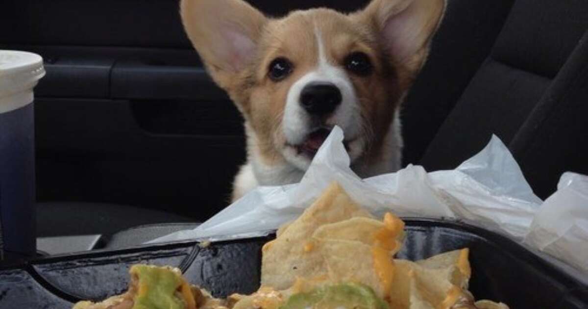 Definitive Proof That Corgis Have The Cutest Begging Faces - The Dodo