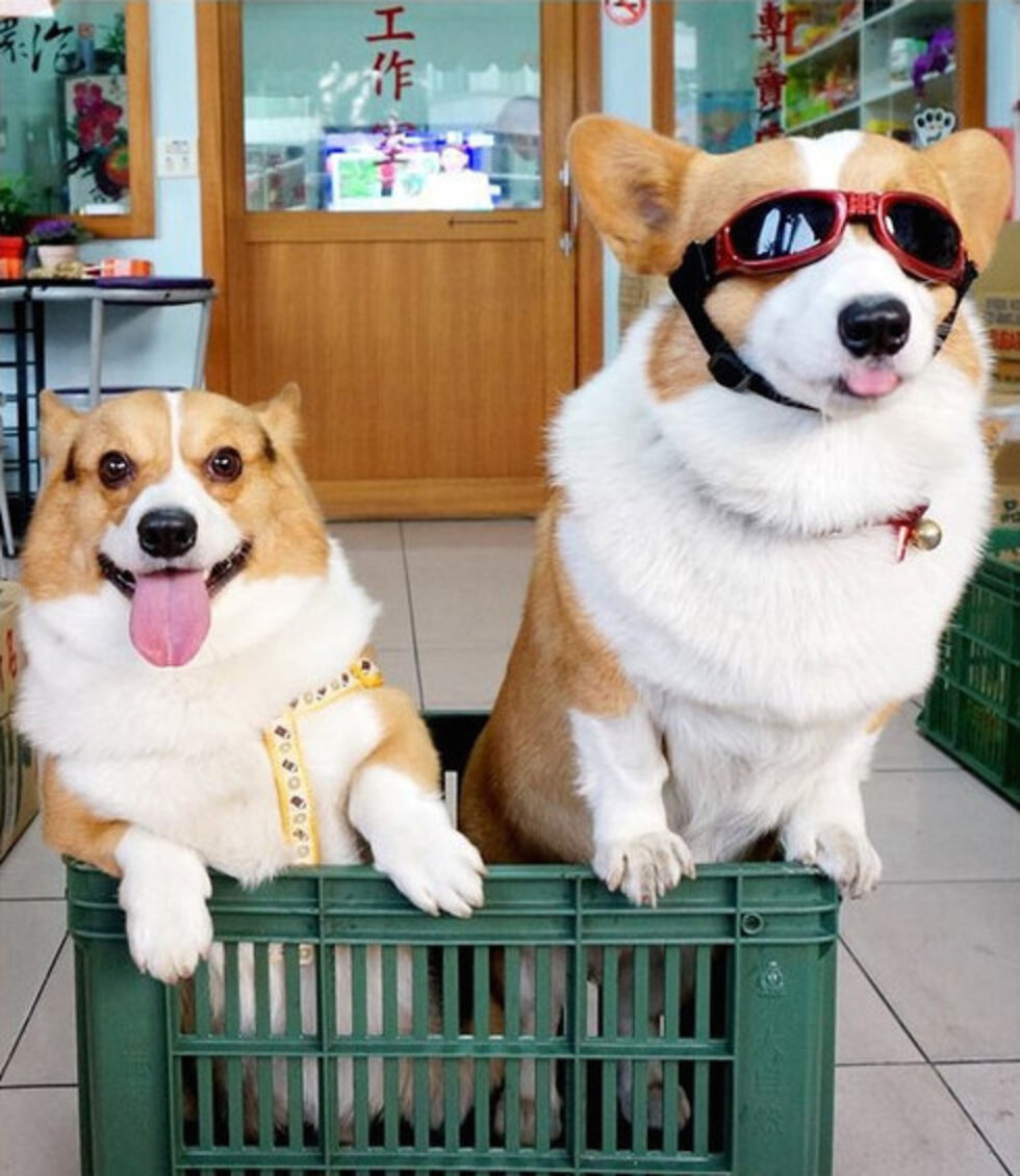 11 Dog Besties Who Are Total Dynamic Duos - The Dodo