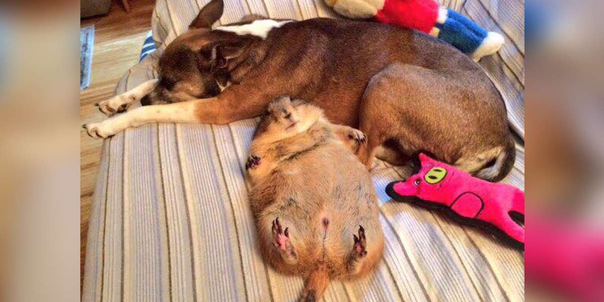 Prairie Dog Needs A Helping Hand After His Home Catches On Fire - The Dodo