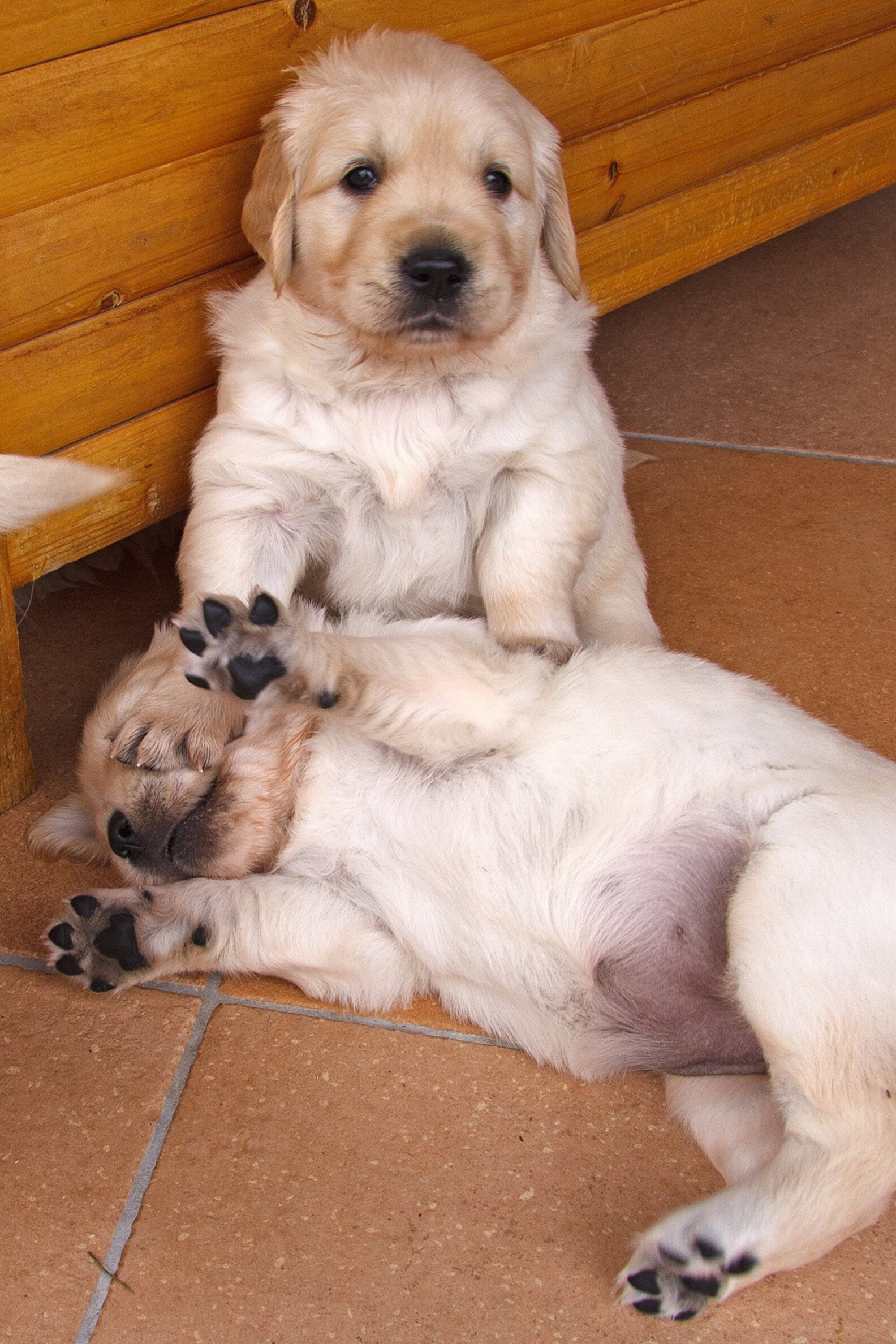 11 Dog Besties Who Are Total Dynamic Duos - The Dodo