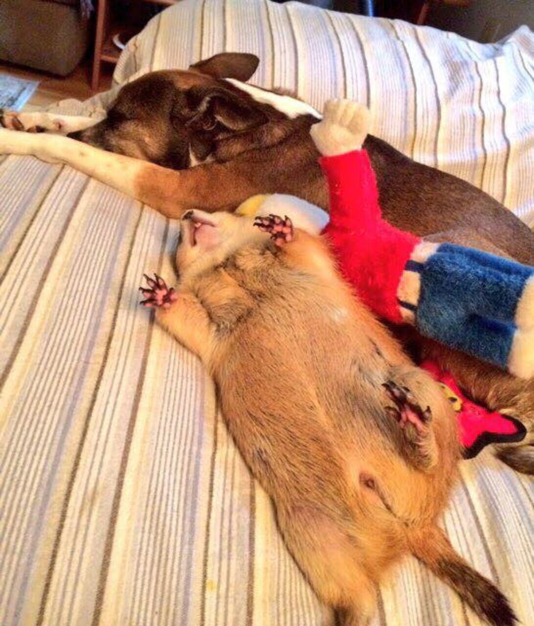 Prairie Dog Needs A Helping Hand After His Home Catches On Fire - The Dodo