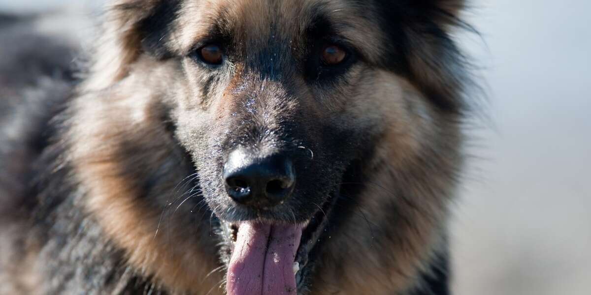 Rescue Dog Saves Owner From Carbon Monoxide Poisoning - The Dodo