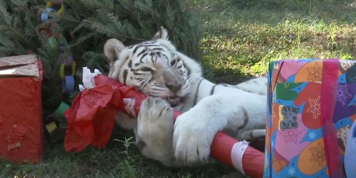 Big Cats Freed From The Circus Celebrate Christmas Video - The Dodo