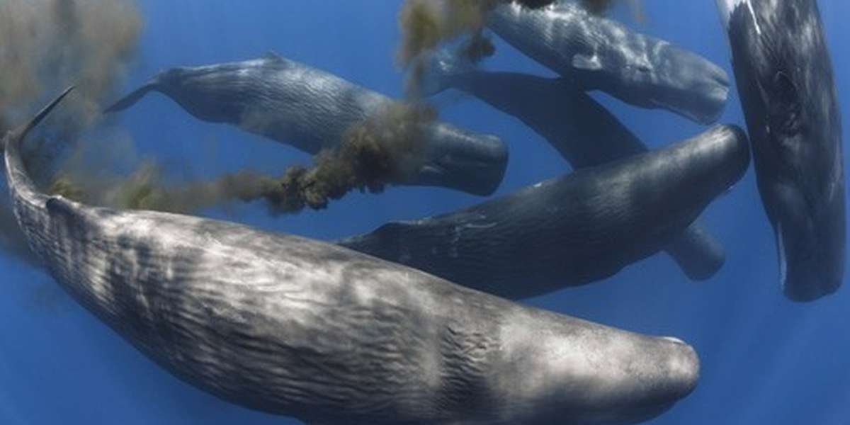 9 Quirky Animals With Very Special Ways Of Pooping - The Dodo