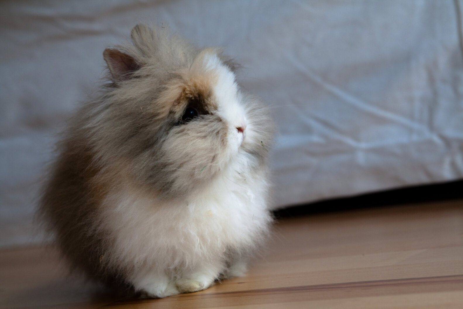 9 Quirky Animals With Very Special Ways Of Pooping - The Dodo