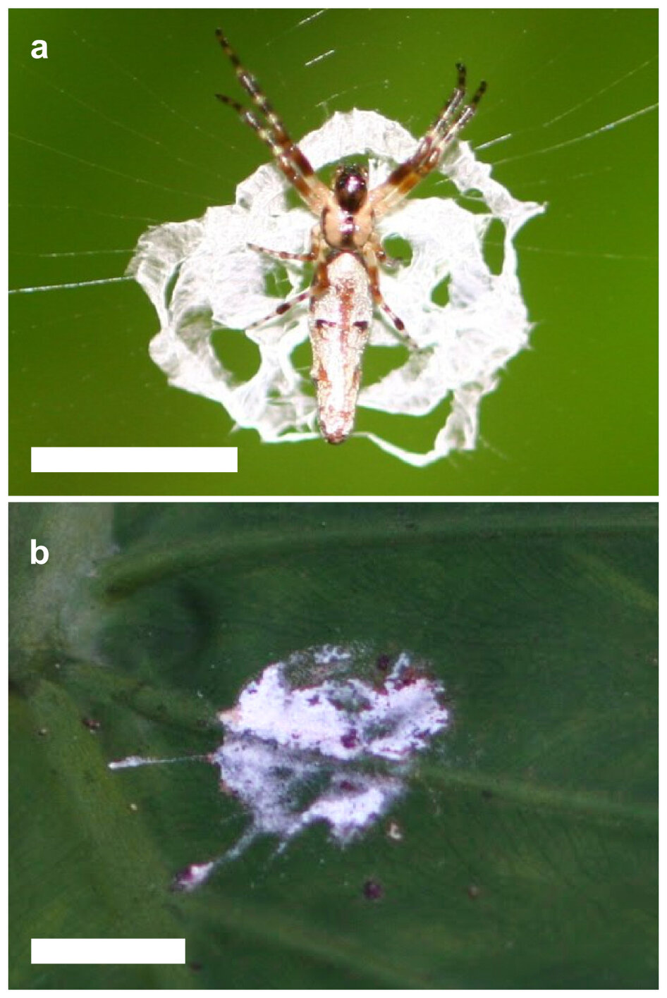 9 Quirky Animals With Very Special Ways Of Pooping - The Dodo