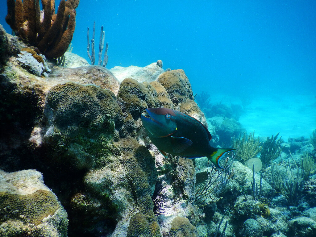 9 Quirky Animals With Very Special Ways Of Pooping - The Dodo