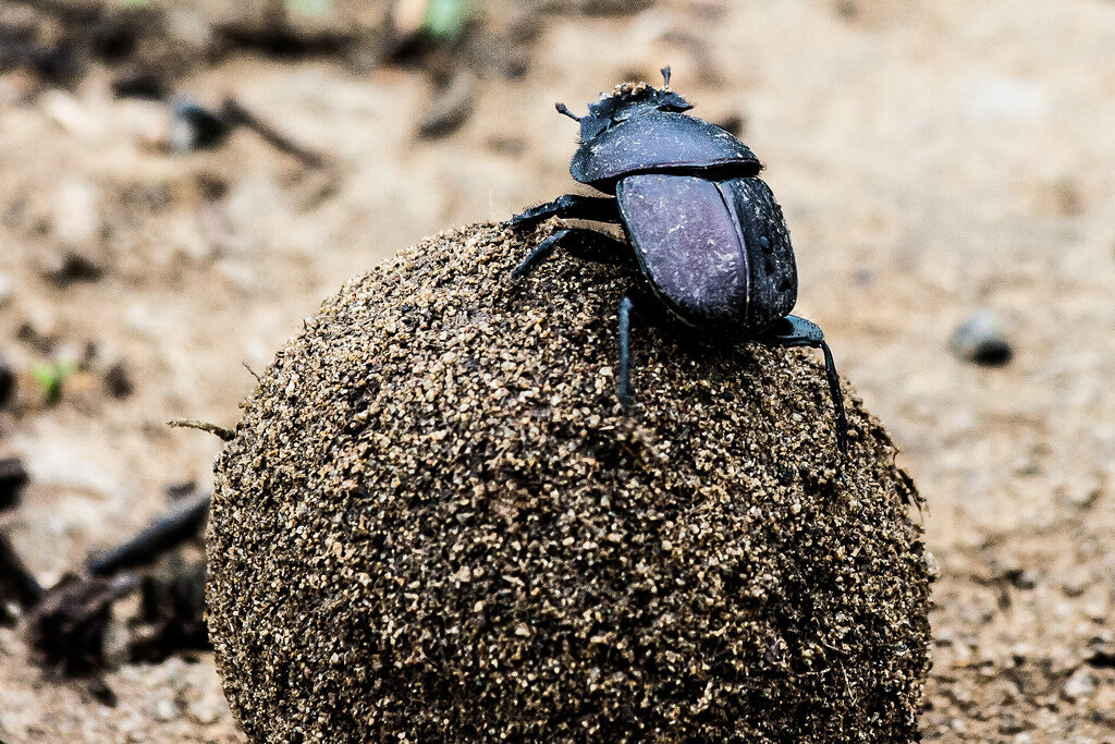9 Quirky Animals With Very Special Ways Of Pooping - The Dodo