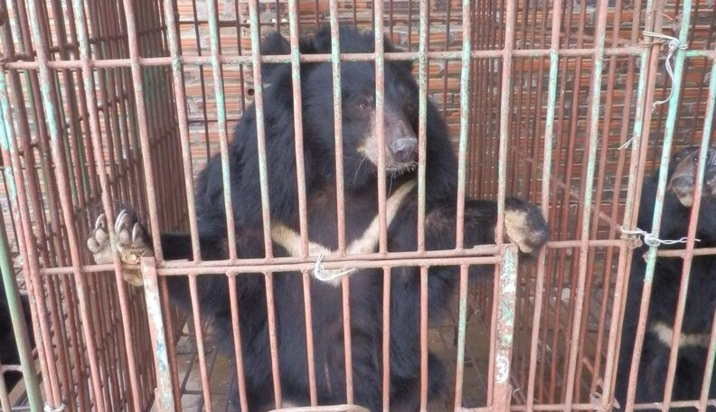 Caged Moon Bears May Have Just Received Their Death Sentence - The Dodo