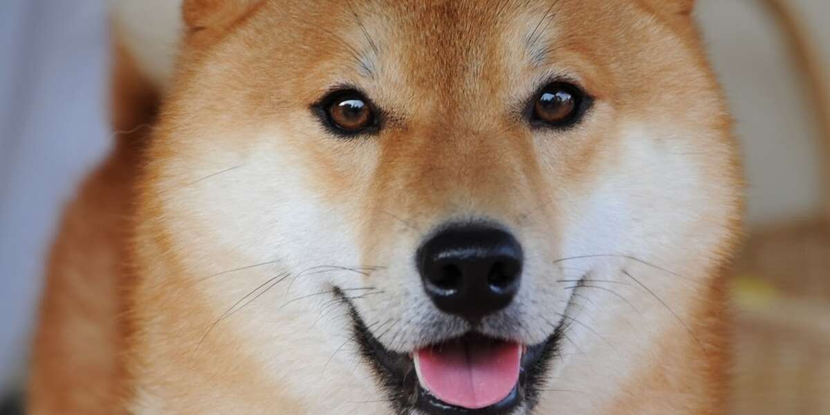 "Undefeatable" Dog Survives 47 Days Outside During Polar Vortex - The Dodo