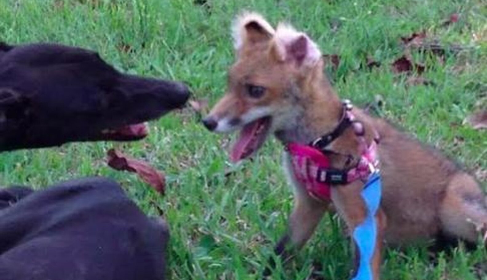 Fox Almost Shot By Farmer Becomes Best Friends With Rescue Greyhound ...