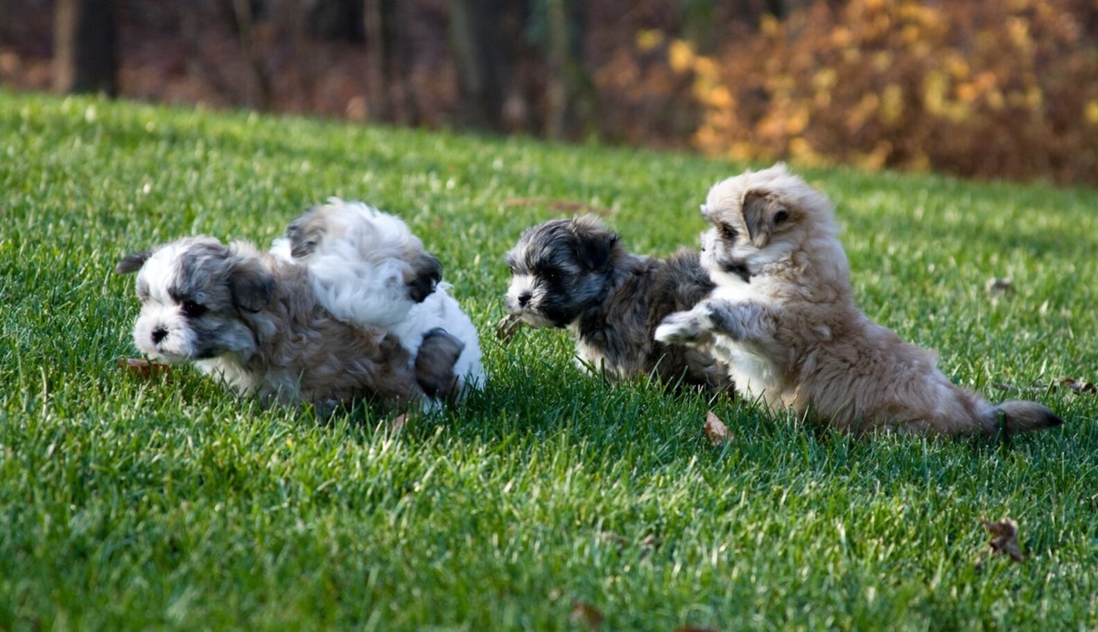 Watch Rescued Puppy Mill Dogs Walk Freely For The First Time - The Dodo