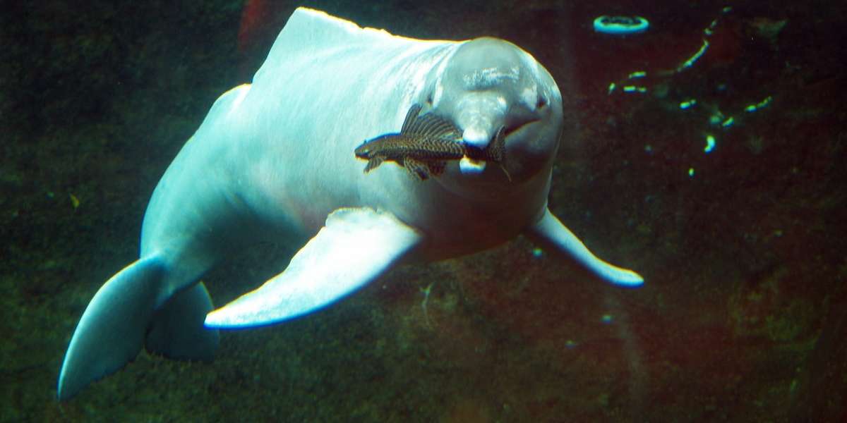 New Species Of River Dolphin Discovered, First In Nearly A Century ...