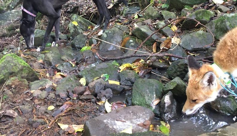 Fox Almost Shot By Farmer Becomes Best Friends With Rescue Greyhound ...