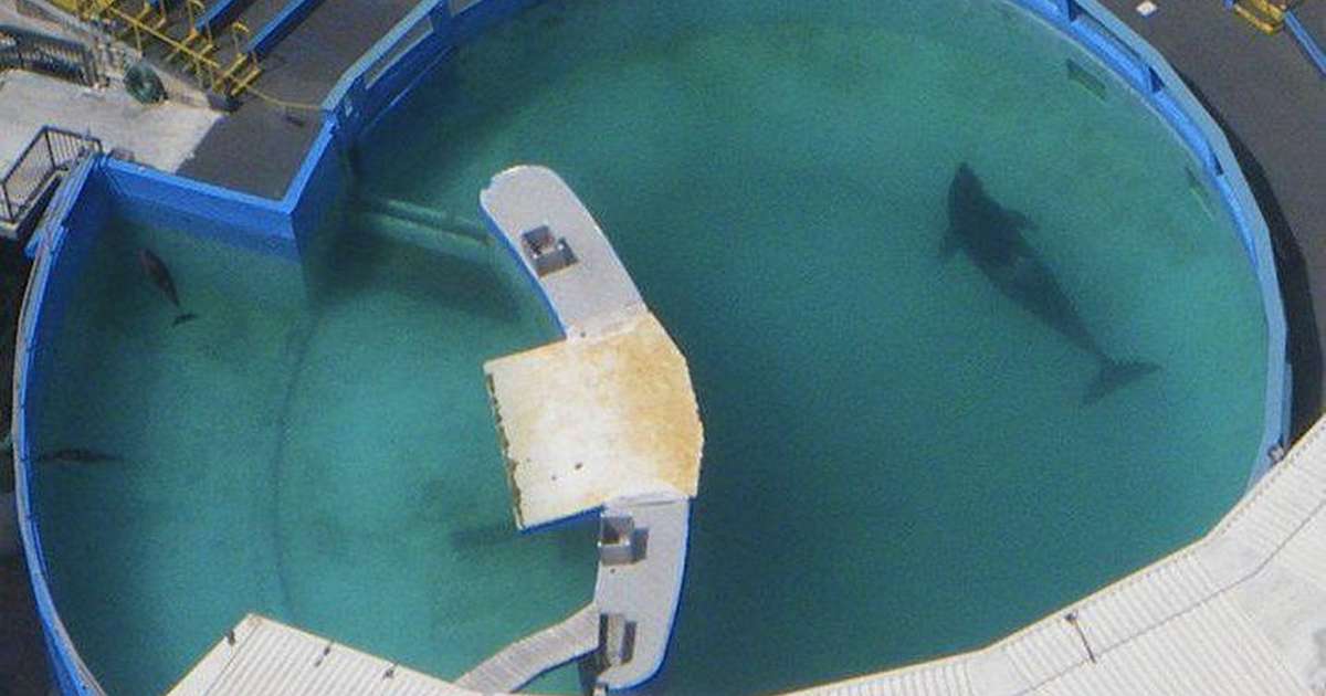 World's Loneliest Orca Still Stuck In America's Tiniest Tank - The Dodo
