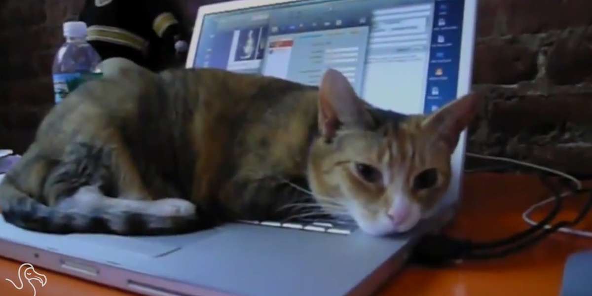 WATCH: Cats Who Think You're Probably Done Working - The Dodo