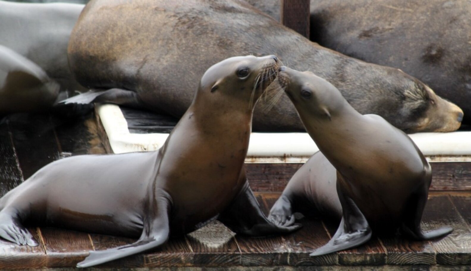 City Critters: 5 Animals That Have Adopted The Urban Jungle - The Dodo