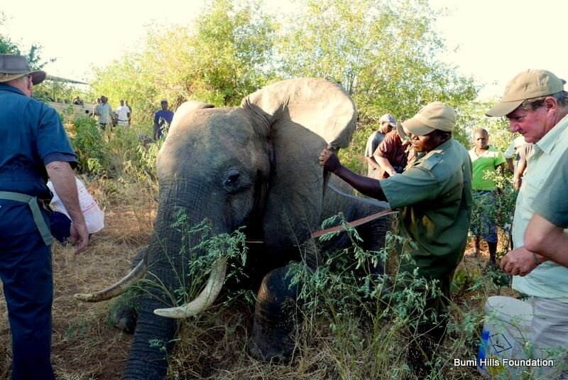 Injured Elephant Limps All The Way To People Who Can Help - The Dodo