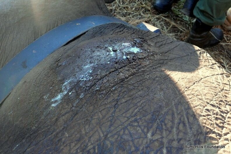 Injured Elephant Limps All The Way To People Who Can Help - The Dodo