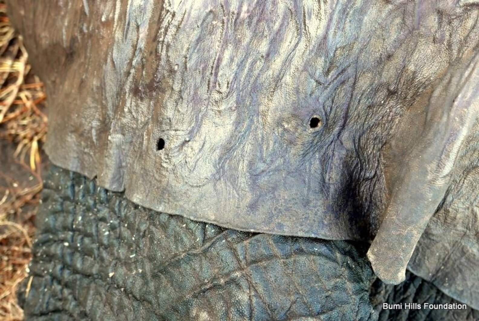 Injured Elephant Limps All The Way To People Who Can Help - The Dodo