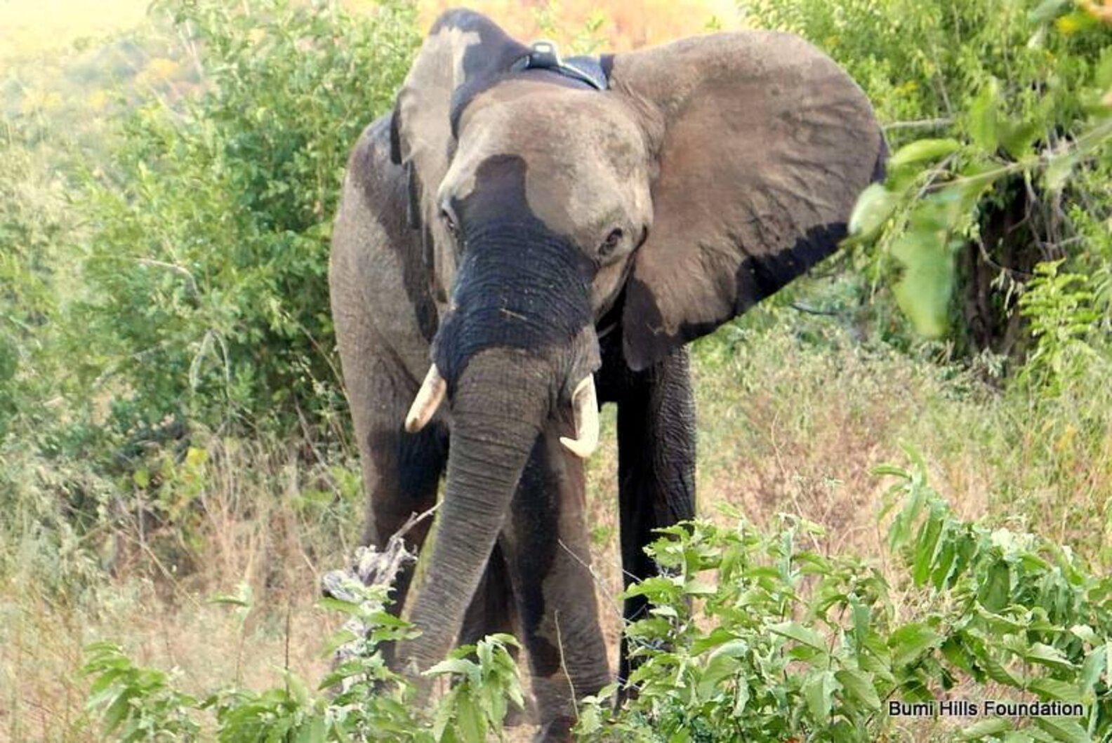 Injured Elephant Limps All The Way To People Who Can Help - The Dodo