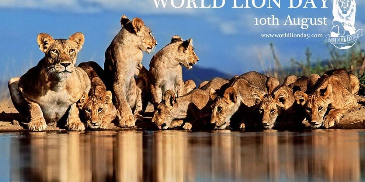 Today is World Lion Day! Celebrate by Taking Action! - The Dodo