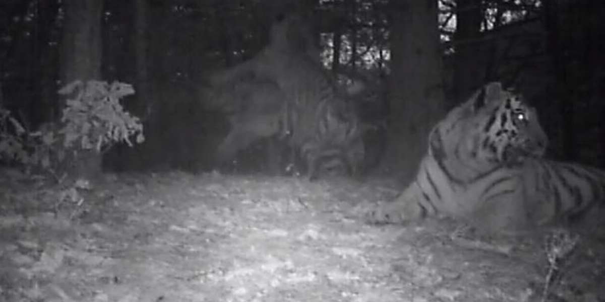 Rare Tigers Play Fight In Heartening First-Ever Footage - The Dodo