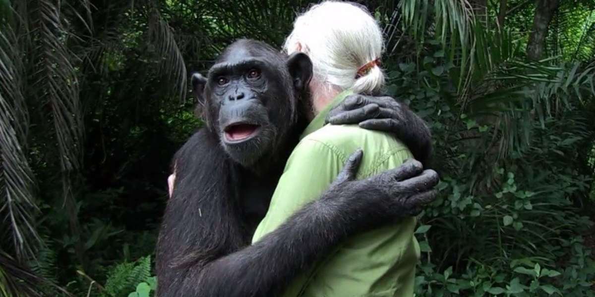 Rescued Chimp Returns To Wild, Hugs Rescuer Goodbye - The Dodo