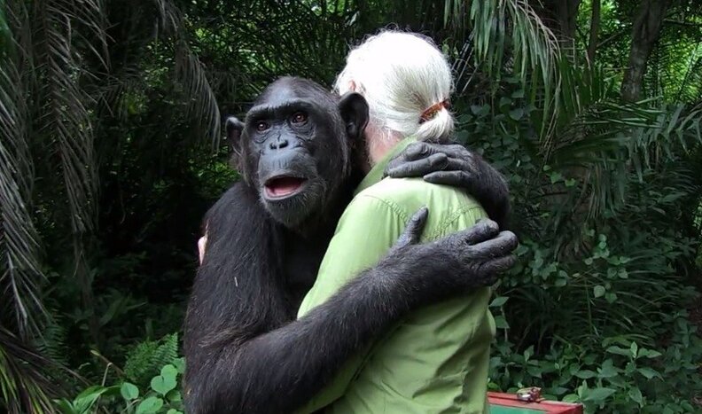 Rescued Chimp Returns To Wild, Hugs Rescuer Goodbye - The Dodo