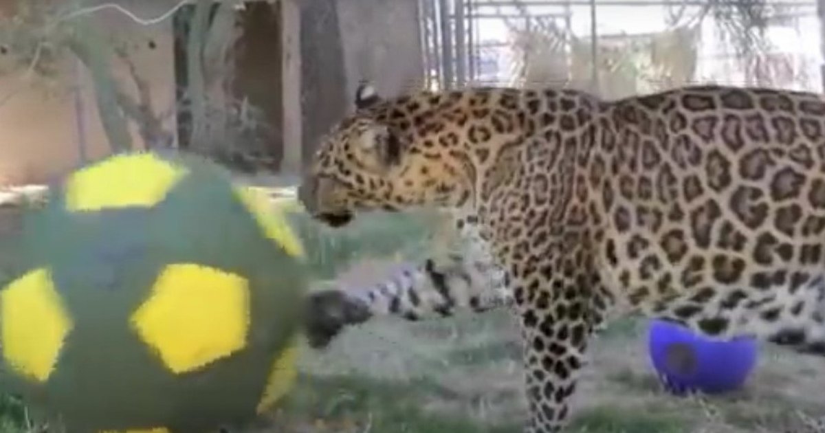 Jaguar Caged For Years Now Gets To Play All The Time - The Dodo