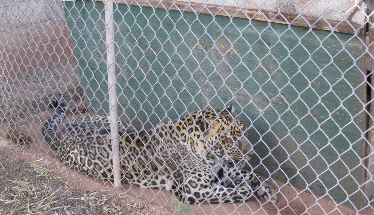 Jaguar Caged For Years Now Gets To Play All The Time - The Dodo