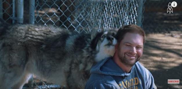Rescued Wolf And Veteran Form Lifelong Bond No One Else Can Touch - The ...