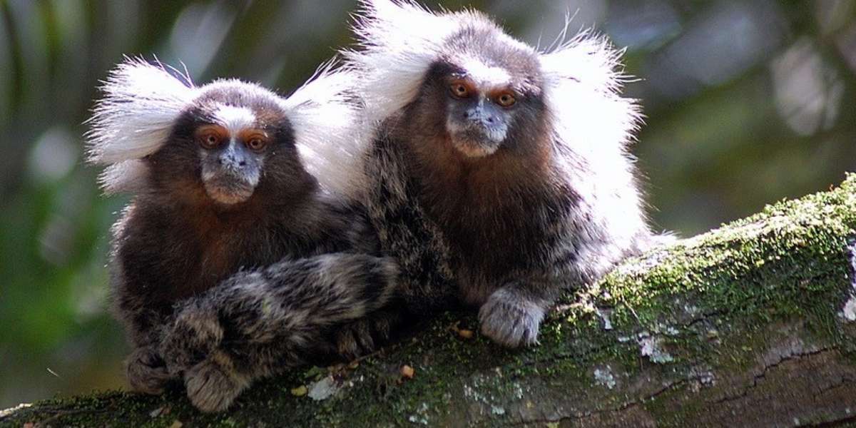 Astounding Video Shows Wild Monkey Comforting Dying Partner - The Dodo